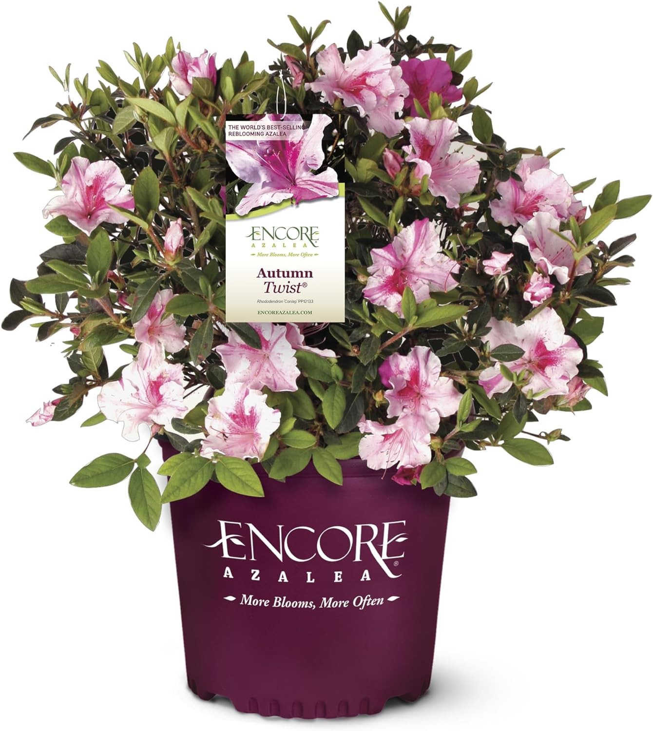Encore Azalea 2 Gal. Autumn Twist Azalea Shrub Deals and Price History ...