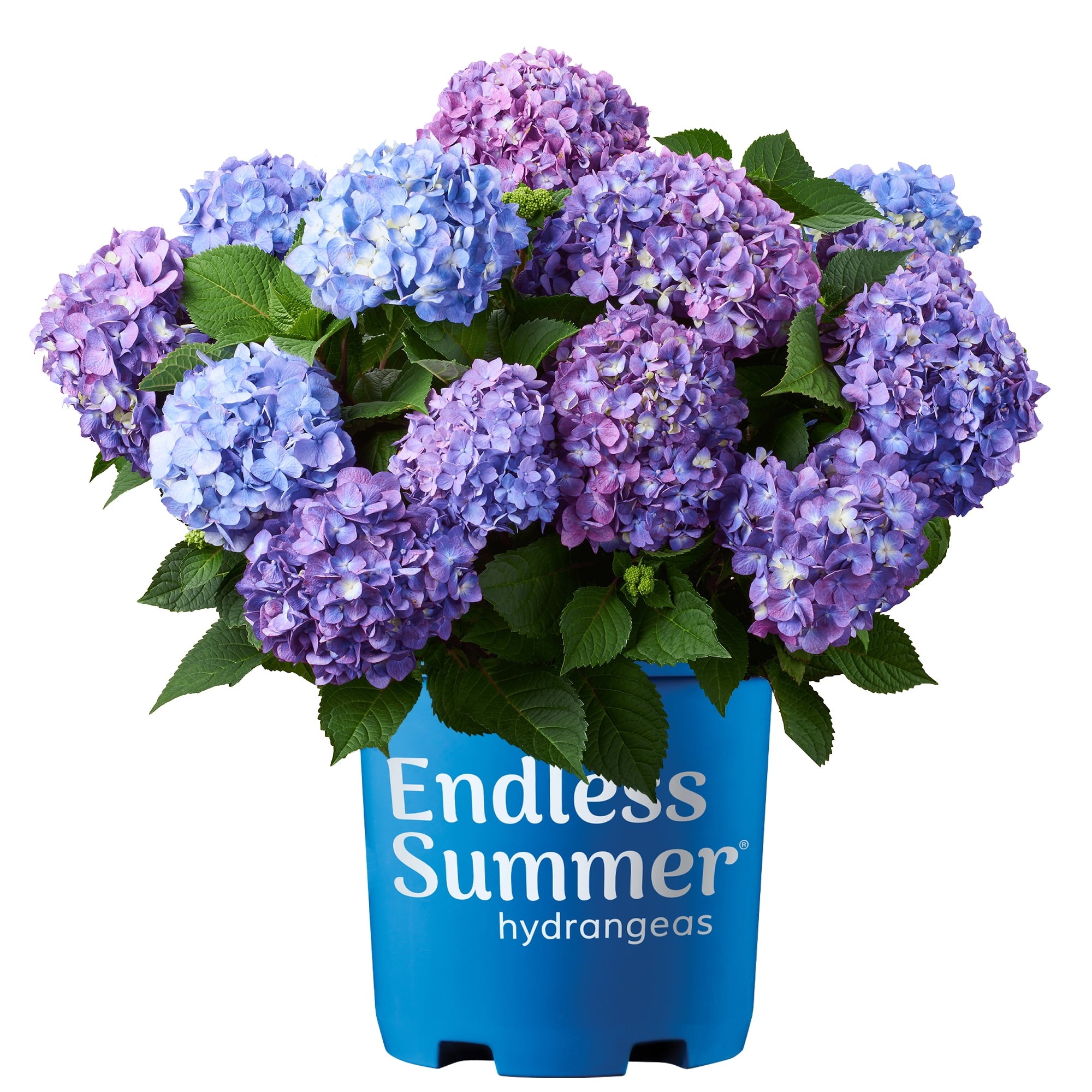 Endless Summer BloomStruck Reblooming Hydrangea Live Shrub in 2-Gallon ...