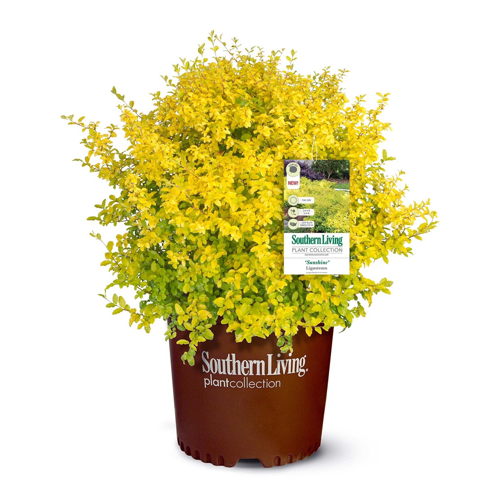 Southern Living Plant Collection Sunshine Ligustrum Privet Live Shrubs ...