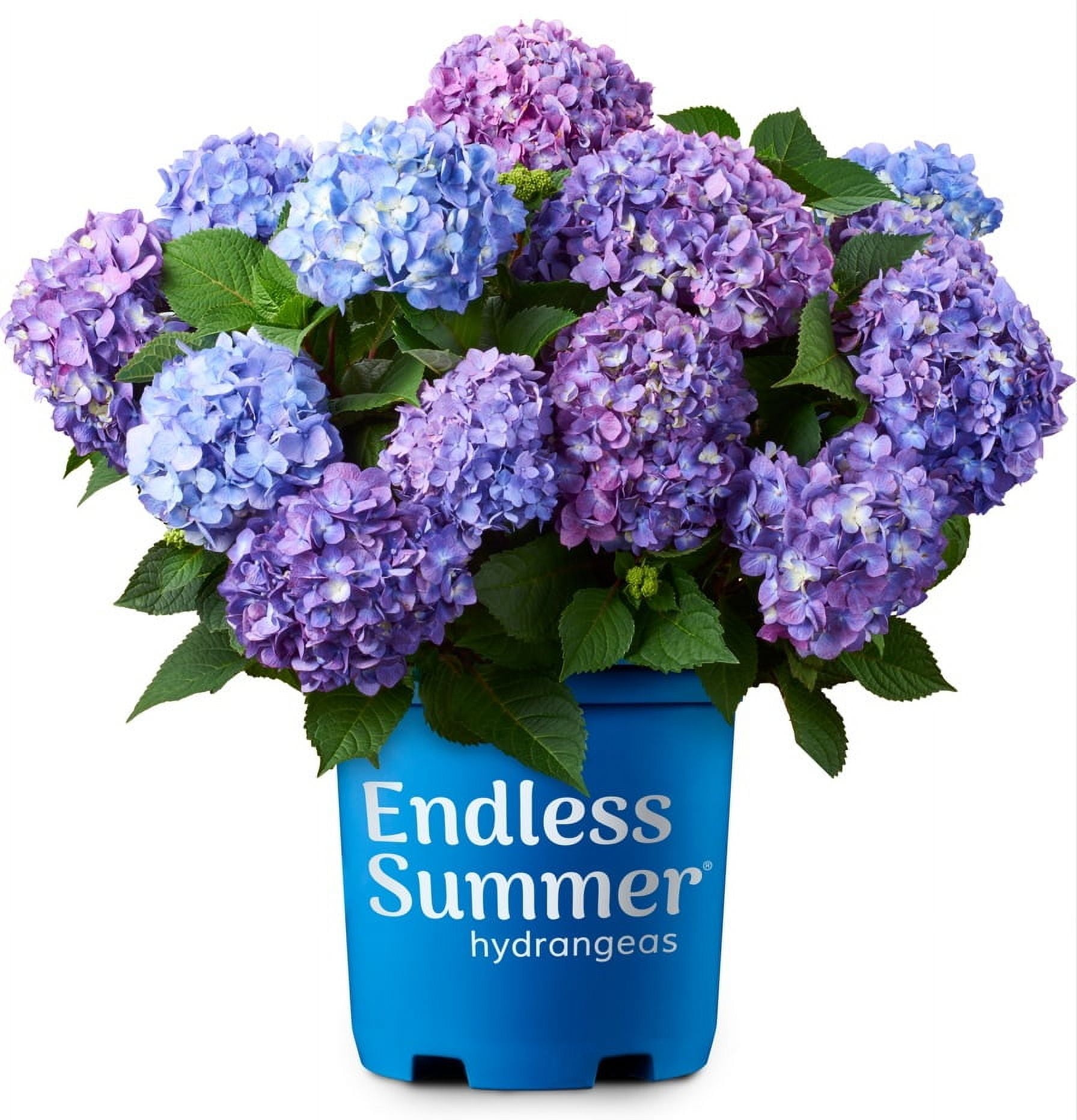 Endless Summer BloomStruck Reblooming Hydrangea Live Shrub in 1-Gallon ...
