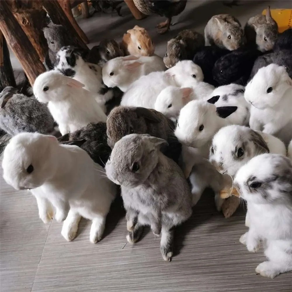 Taxidermy Stuffing Rabbit Teaching Specimen Collection Bunny Fur Home ...