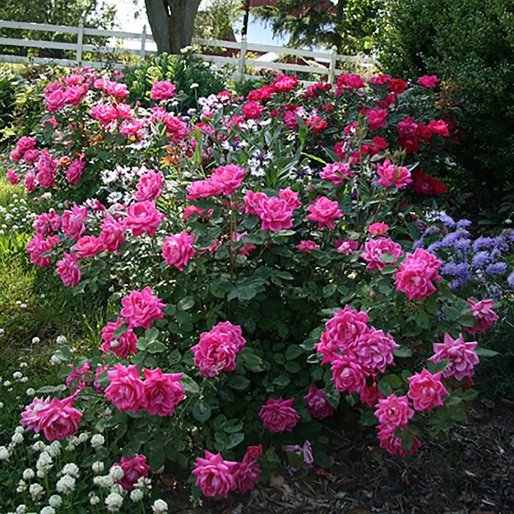 1 Gal. Pink Double Knock Out Rose Bush with Pink Flowers Best Deals and ...