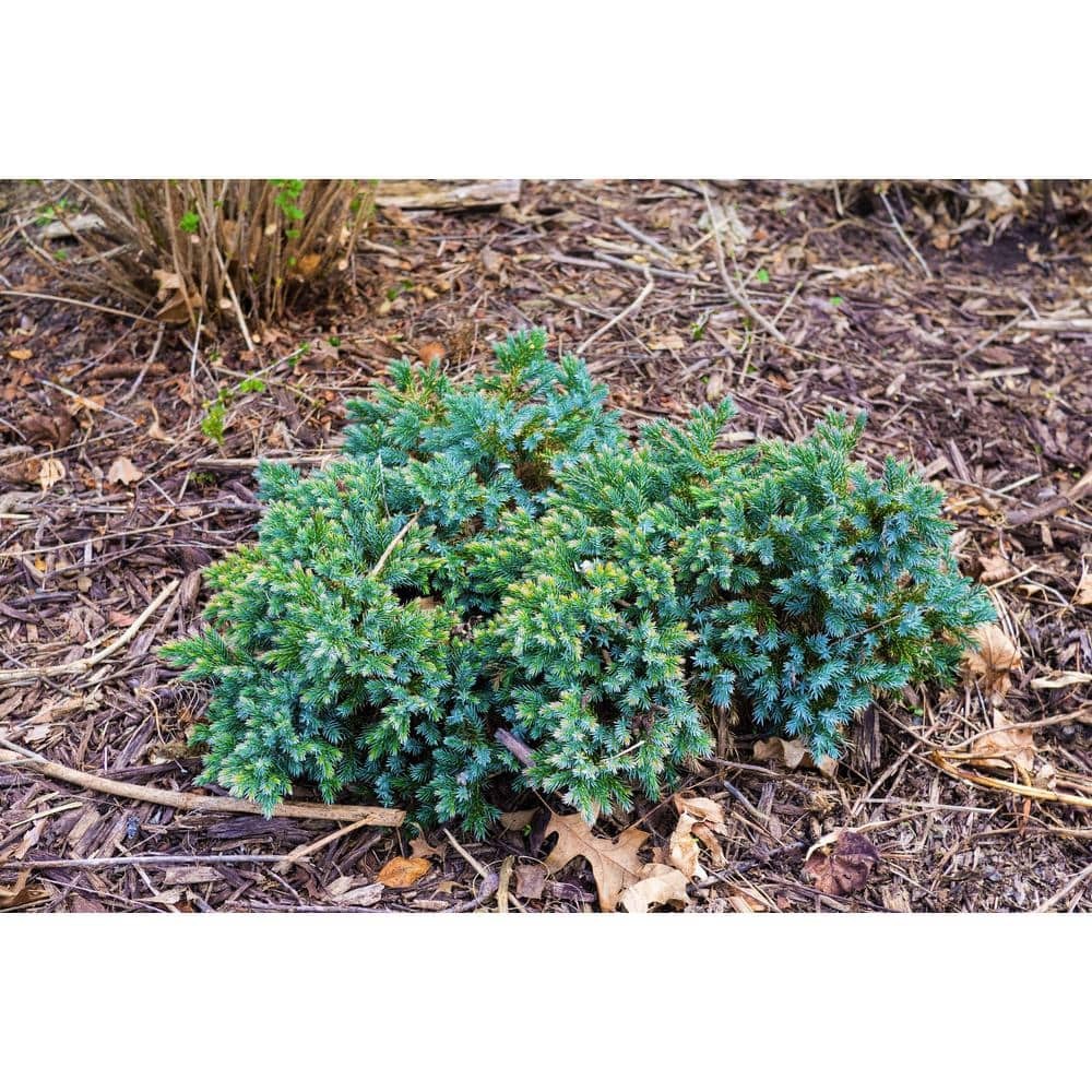 1 Gal. Blue Star Juniper Shrub Turquoise and Silver, Low Maintenance ...