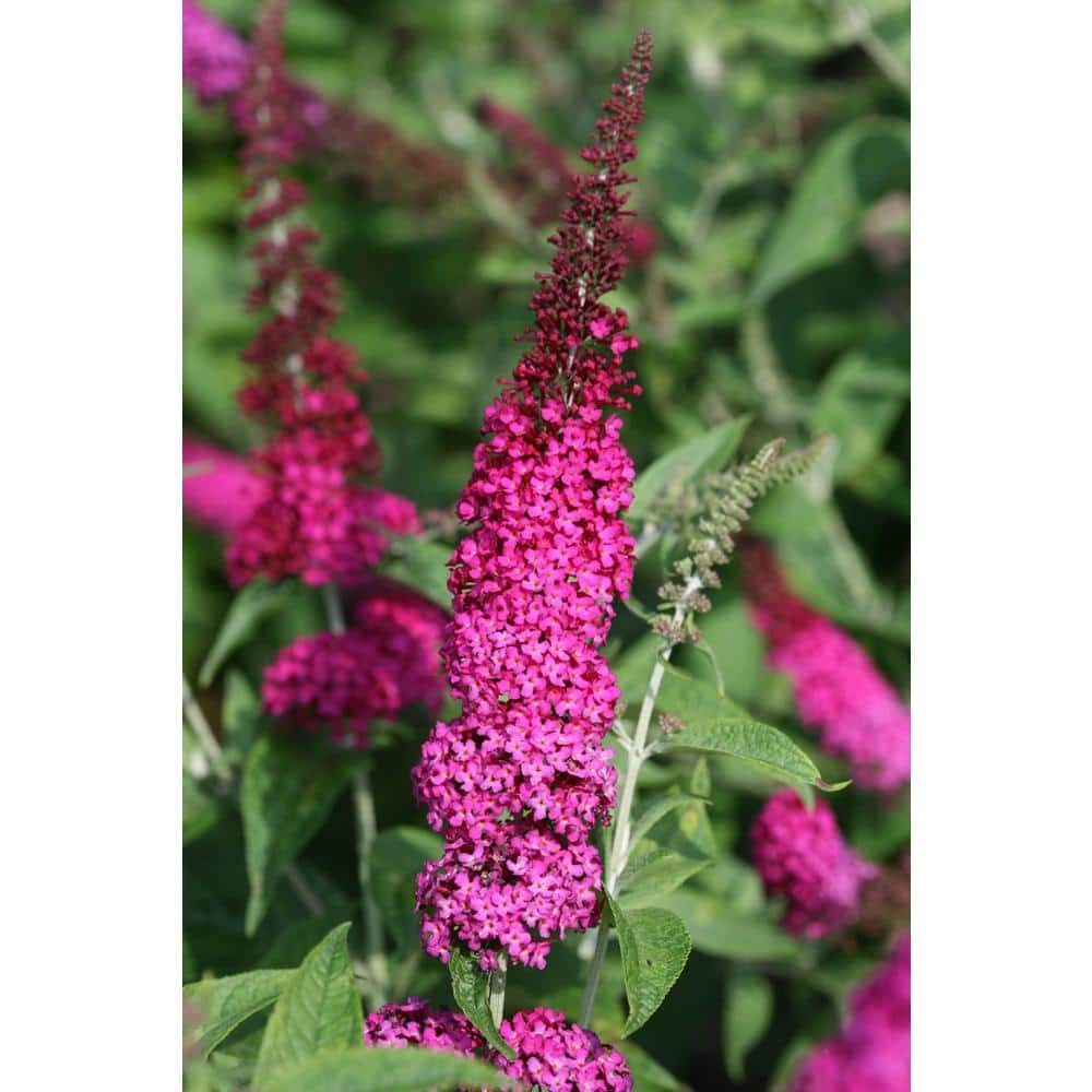 Proven Winner 2 Gal. Buddleia Miss Molly Plant Best Deals and Price ...