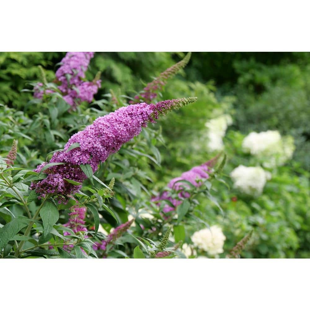 1 Gal. Pugster Pinker Butterfly Bush (Buddleia) Live Plant, Shrub Pink ...