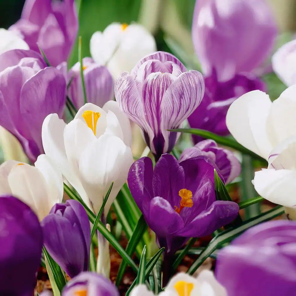 8/9 cm Dutch Crocus Blue Moon Mixed Flower Bulbs (Bag of 200) Deals and ...